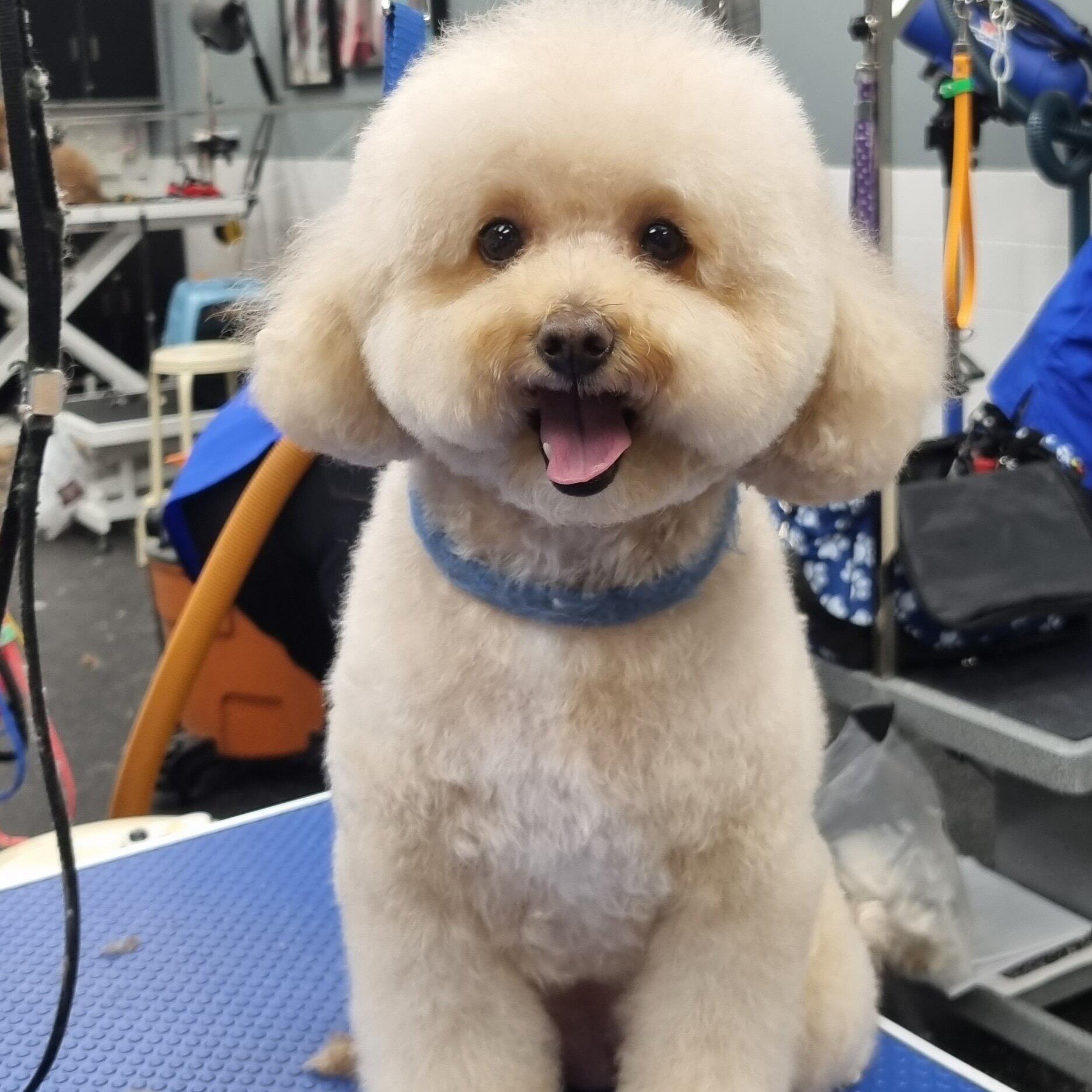 Happy Hapoo - Newmarket, Ontario - Nextdoor