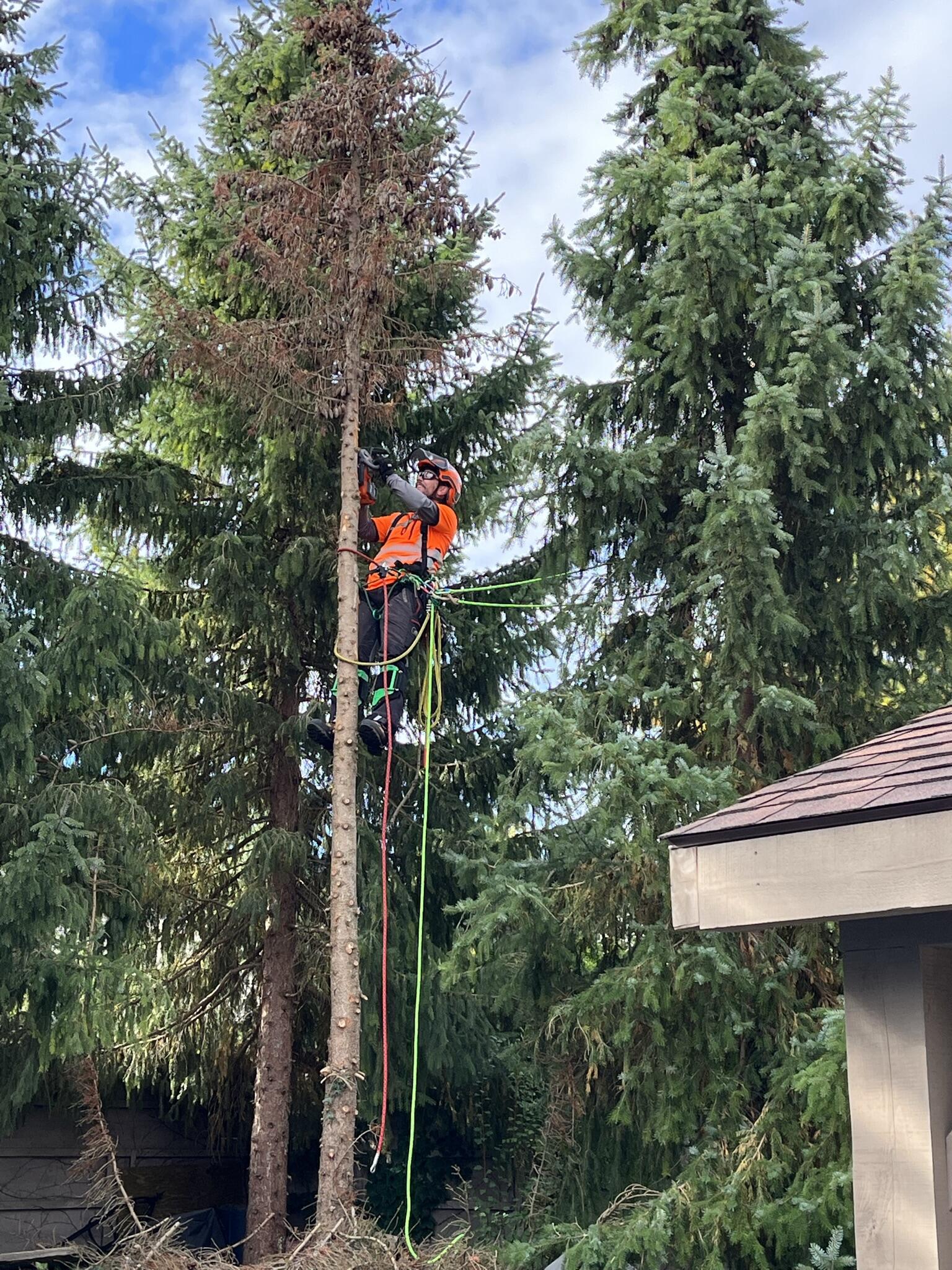 Matthew White - Arborist - Nextdoor