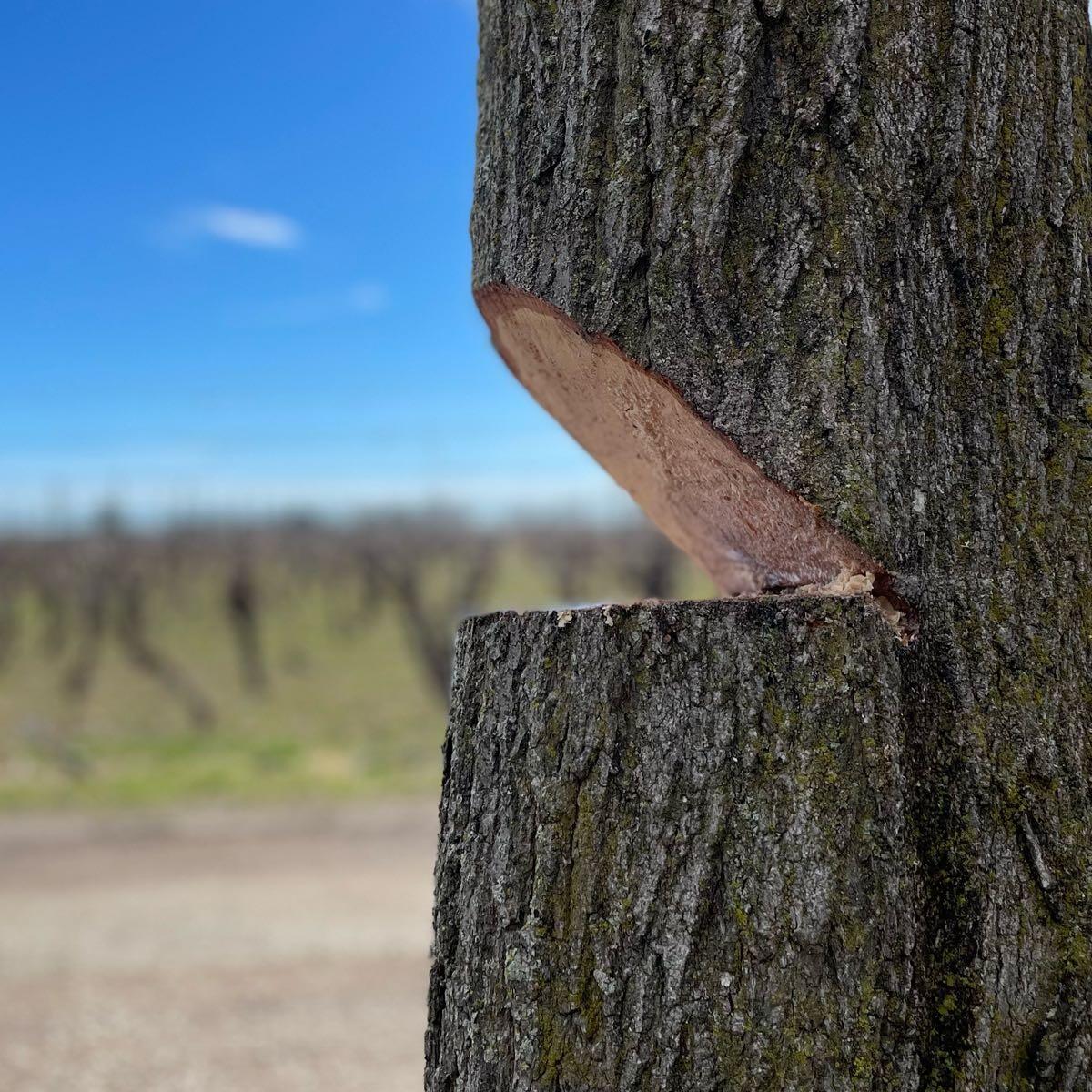 Tater Tot’s Tree & Property Maintenance - St. Catharines, Ontario ...